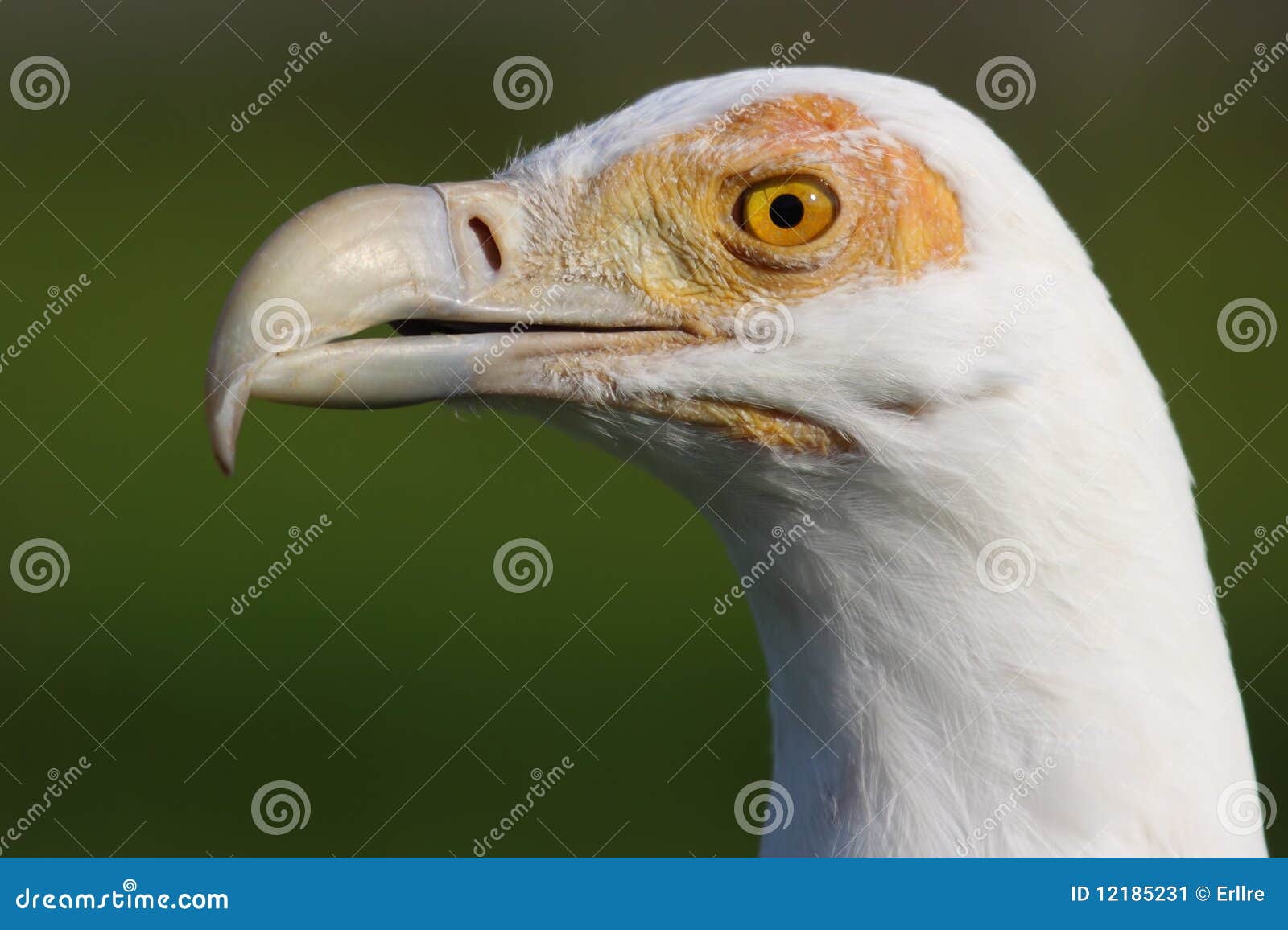 White vulture stock image. Image of creature, white, beak - 12185231