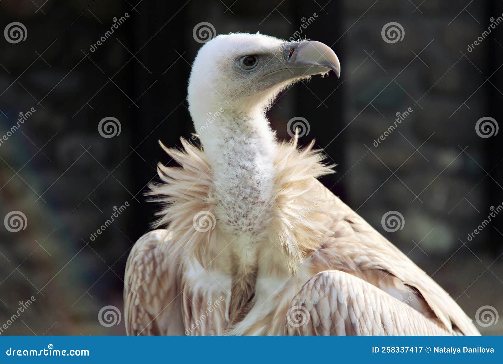 Vulture And Sunset Background From Africa - Silhouette Of Orange Gold ...