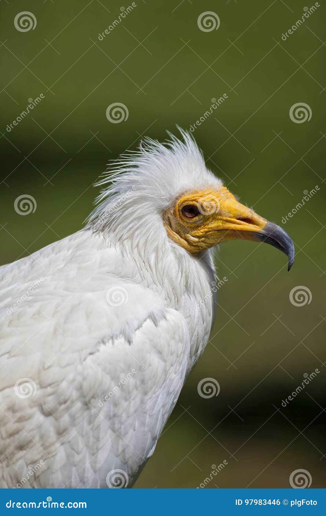 White vulture. stock photo. Image of sunny, wild, trained - 97983446