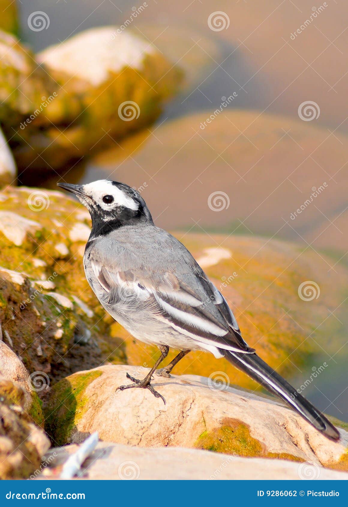 White Wagtail Bird On Rooftop Royalty-Free Stock Image | CartoonDealer ...