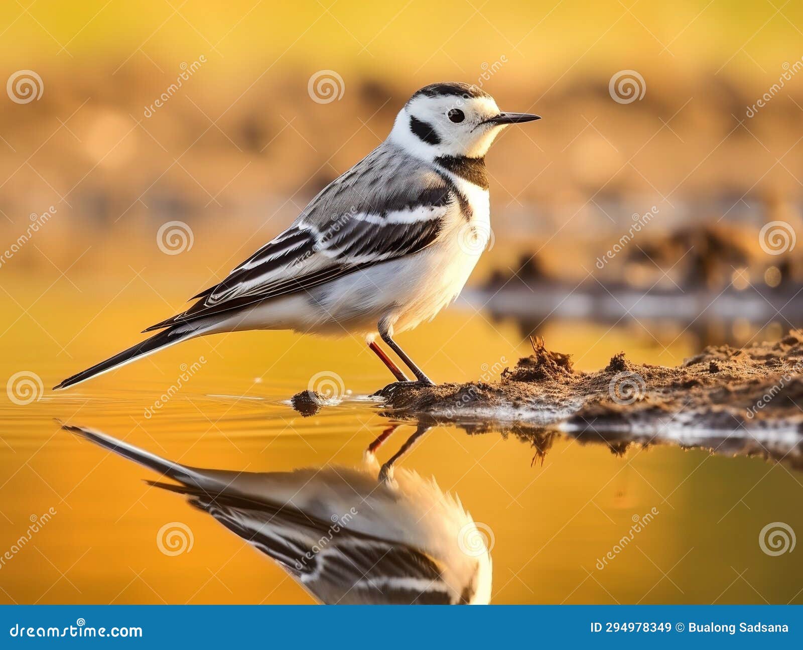 White Wagtail stock illustration. Illustration of imagine - 294978349