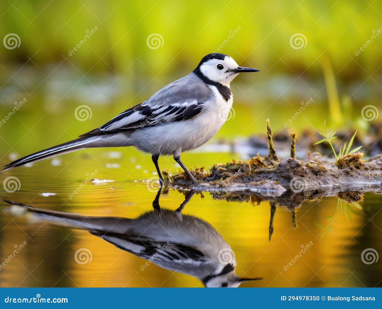 White Wagtail stock illustration. Illustration of creativity - 294978350