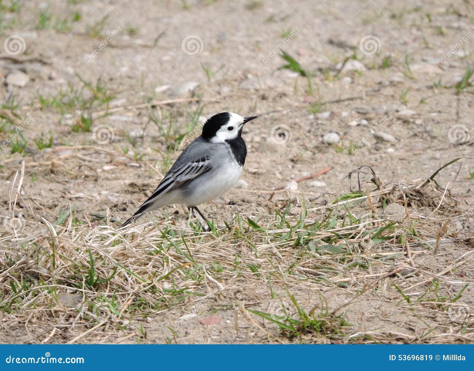 White Wagtail Bird , Lithuania Stock Image - Image of closeup, white ...
