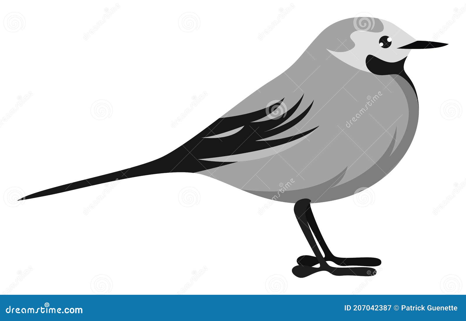 White Wagtail Bird Coloring. Vector Cartoon Bird Type | CartoonDealer ...