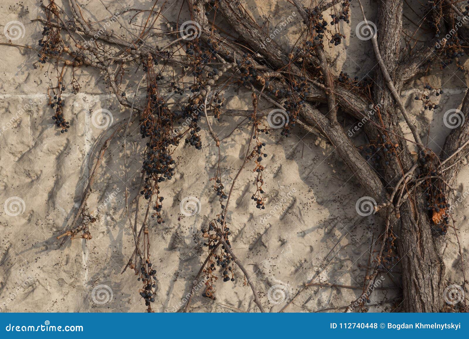 White Wall Background with Withered Vine Stock Photo - Image of ...