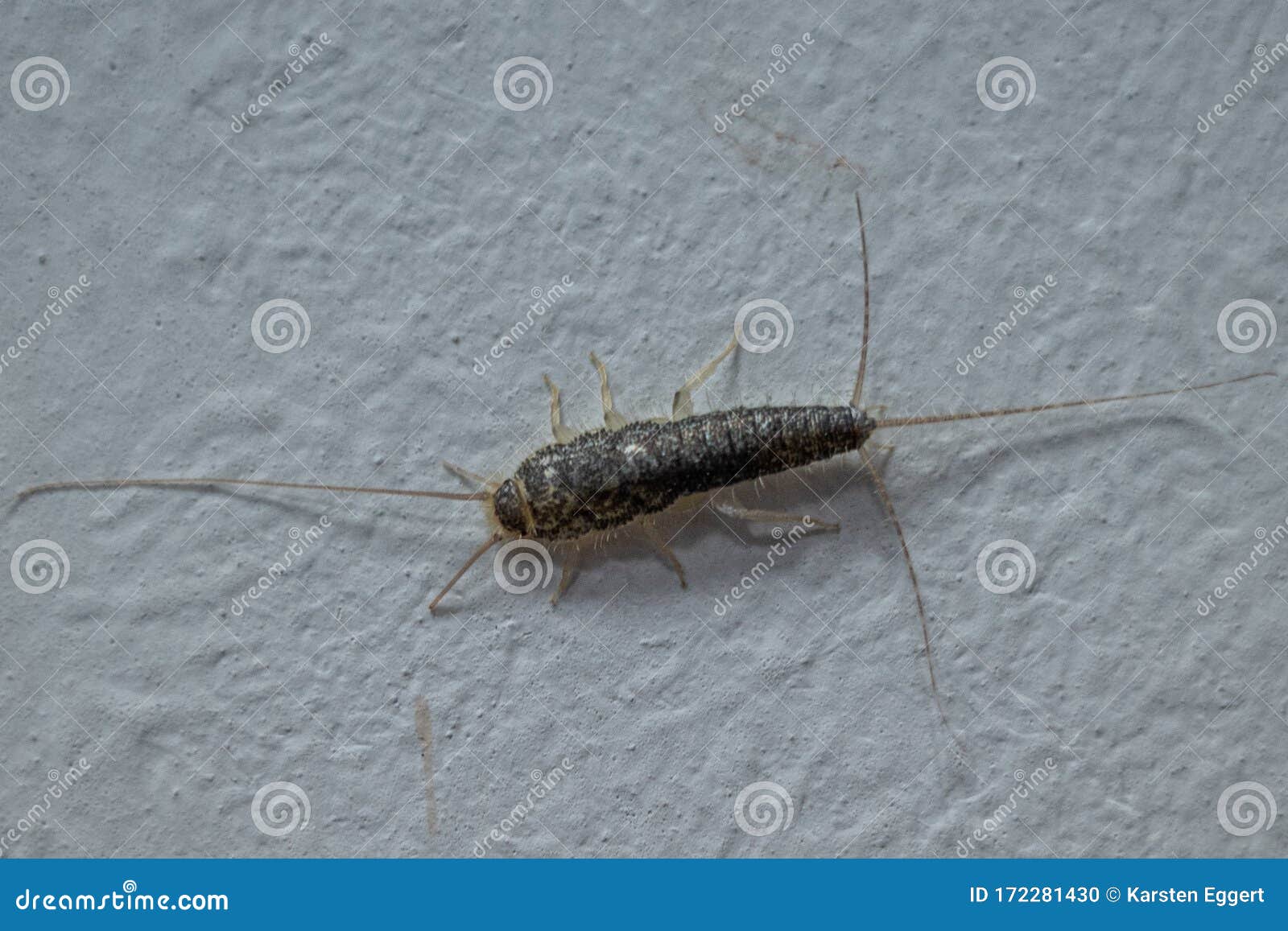 A White Wall Crawls a Brown Paper Fish Insect Stock Photo - Image of ...