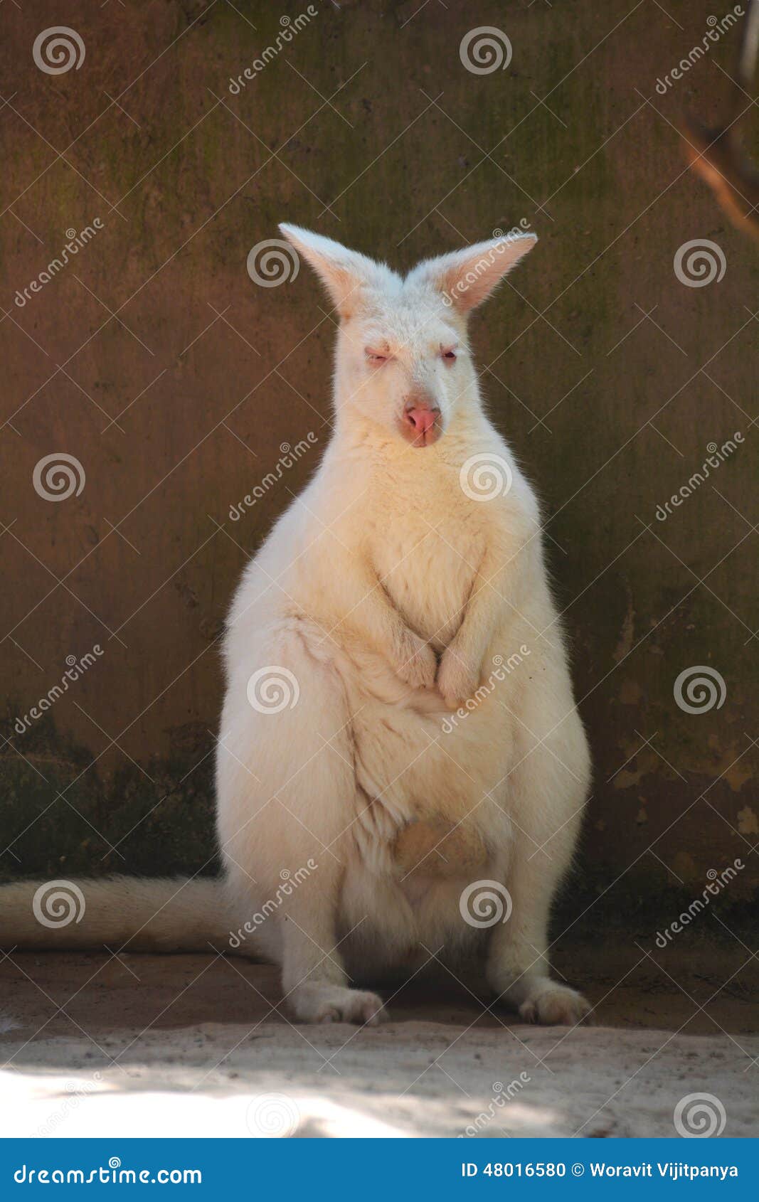 White wallabies stock photo. Image of farm, marsupial - 48016580