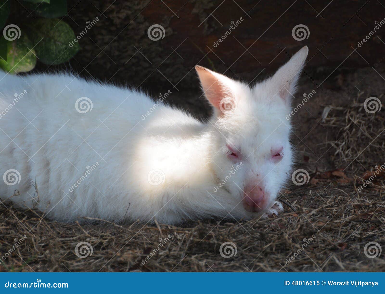 White wallabies stock image. Image of farm, wallaby, bounce - 48016615