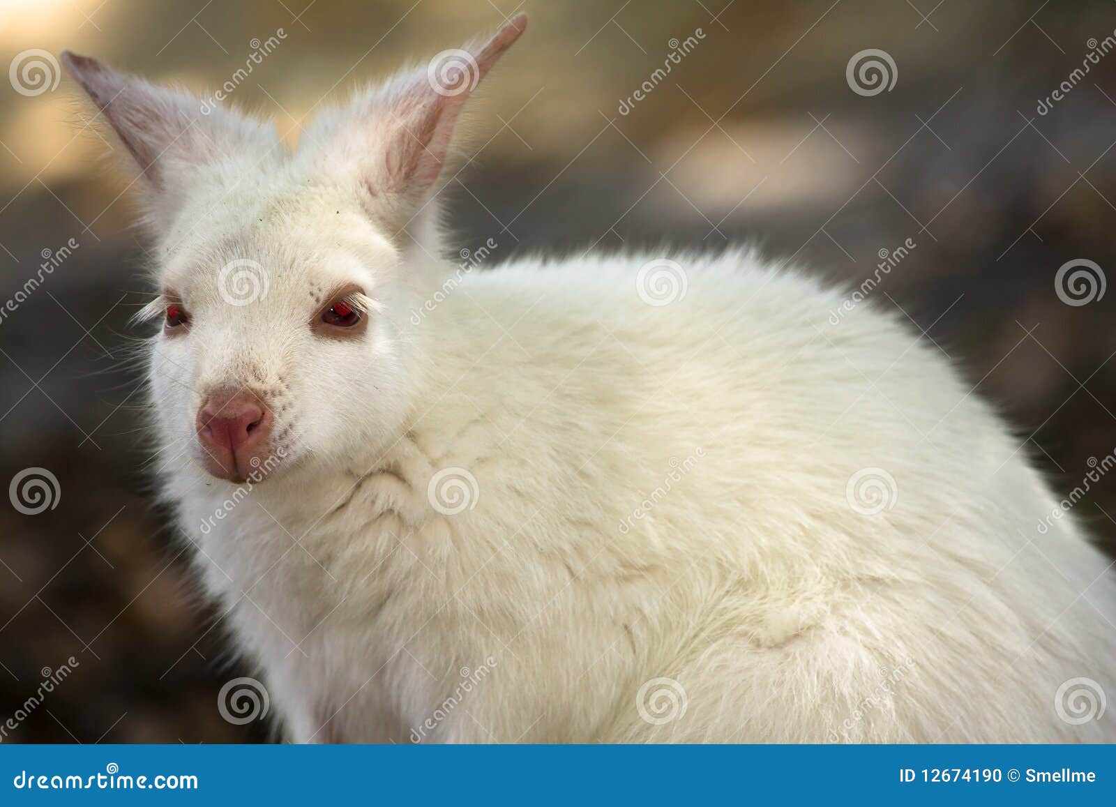White wallaby stock photo. Image of aussie, bounce, cute - 12674190