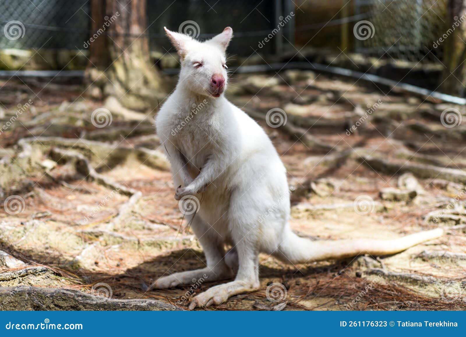 The White Wallaby Australian Kangaroo Standing Alone Stock Image ...