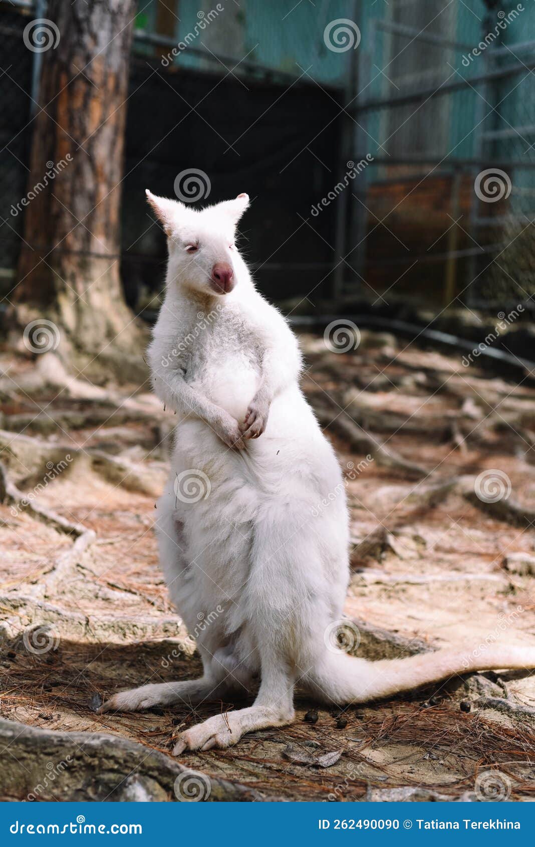 The White Wallaby Australian Kangaroo Standing Alone Stock Photo ...
