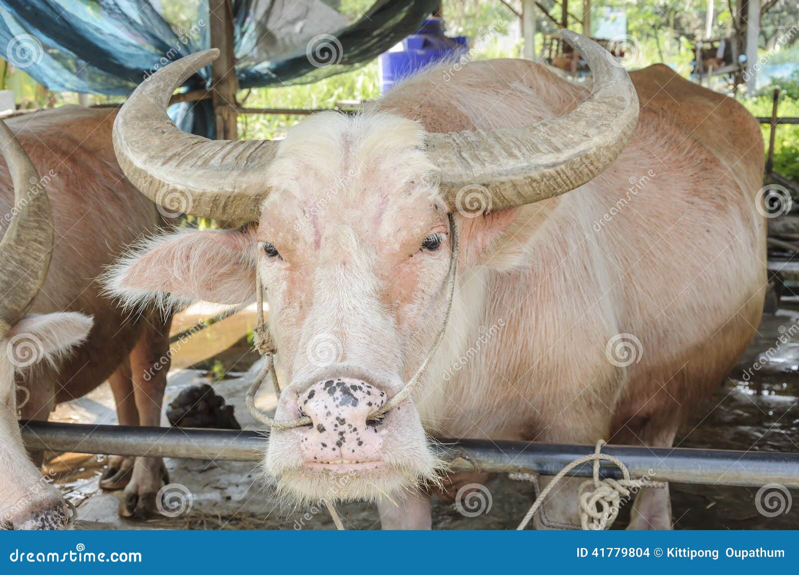 White water buffalo stock photo. Image of heavy, mammal - 41779804