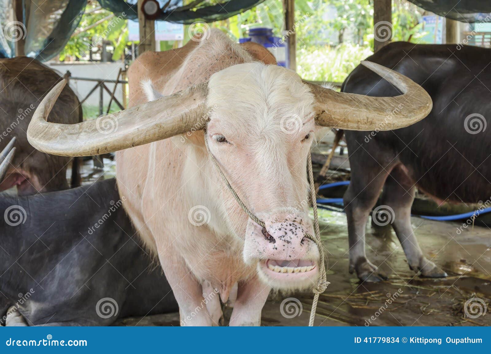 White water buffalo stock photo. Image of horn, farm - 41779834