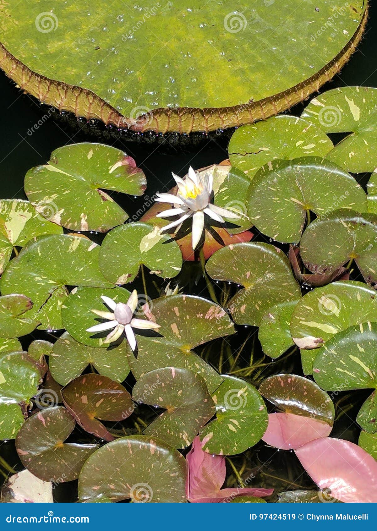 White water flowers stock image. Image of garden, flowers - 97424519