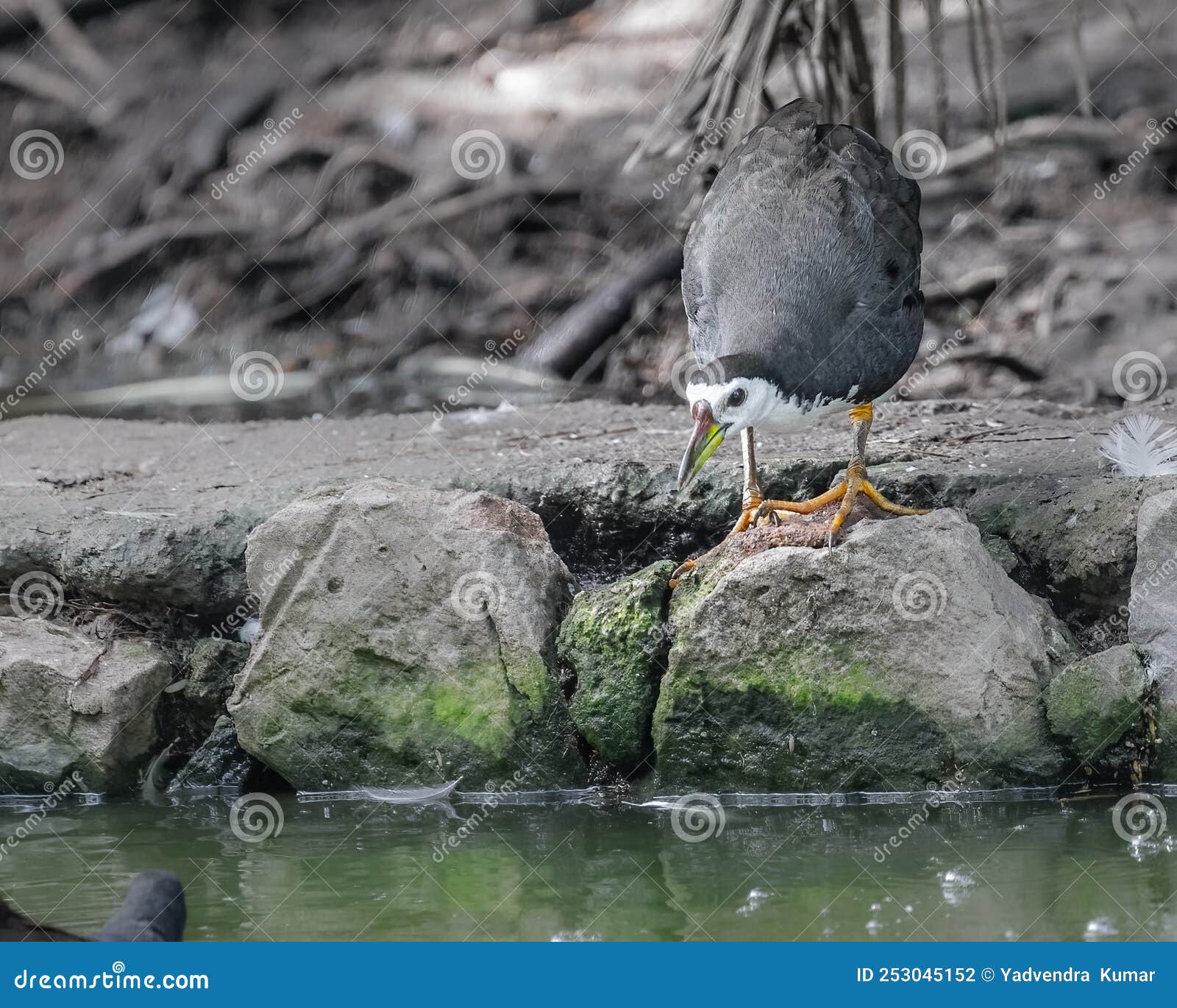 A White water hen jumping stock photo. Image of wild - 253045152