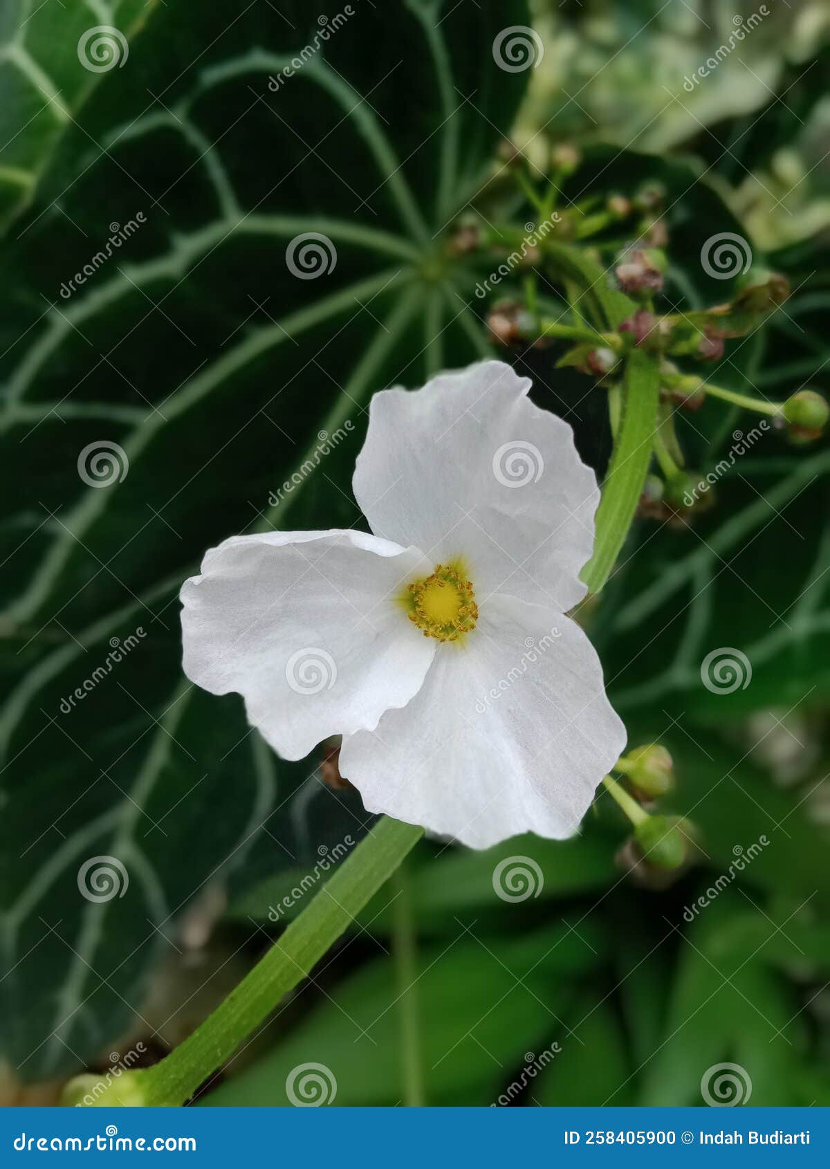 White Water Jasmine, East Java - Indonesia, October: 2022 Stock Photo ...