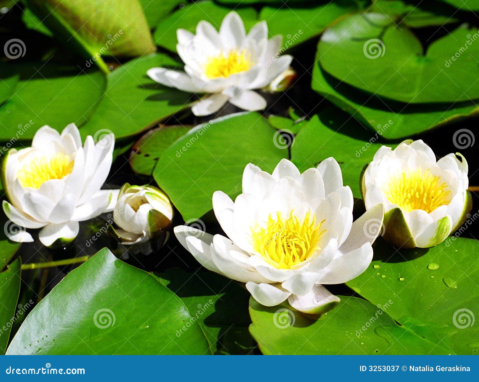 White water lilies. stock image. Image of water, lilies - 3253037