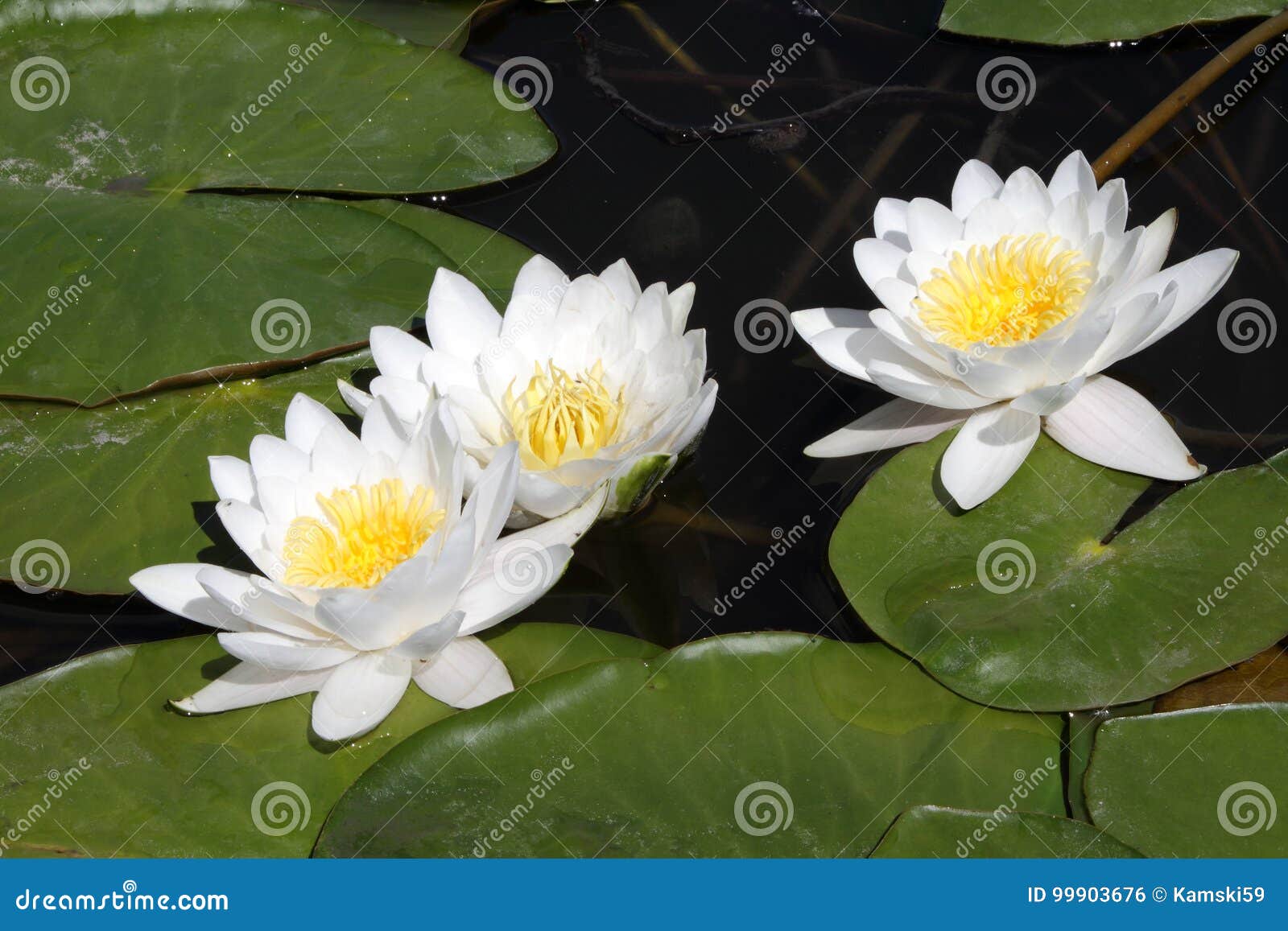 White Water Lilies in Dark Water. Stock Photo - Image of large ...