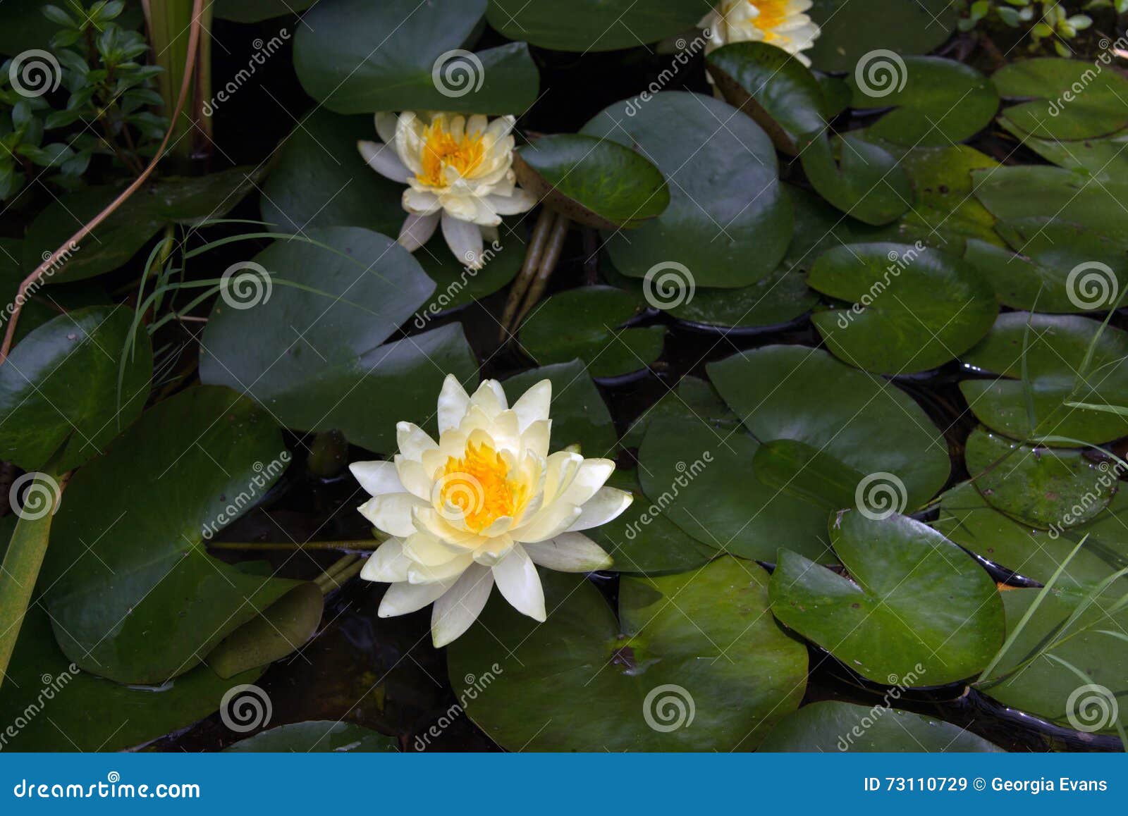 White Water Lilies and Lily Pads in Pond Stock Image - Image of ...