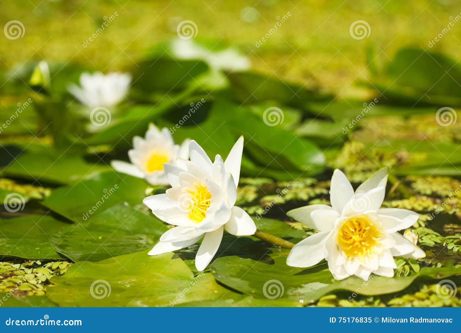 White water lilies stock image. Image of delicate, blooming - 75176835