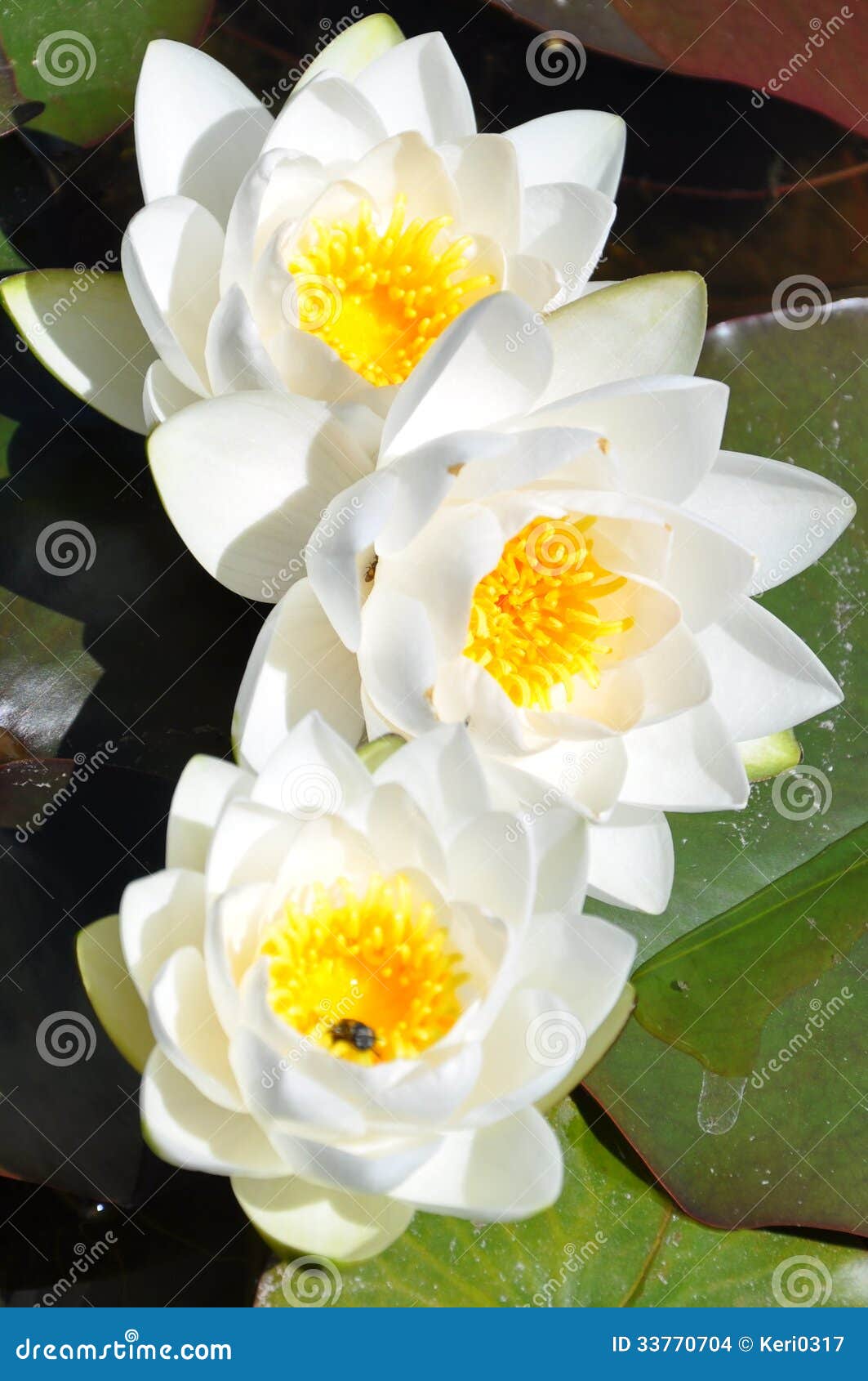 White Water Lilies stock photo. Image of pretty, cluster - 33770704