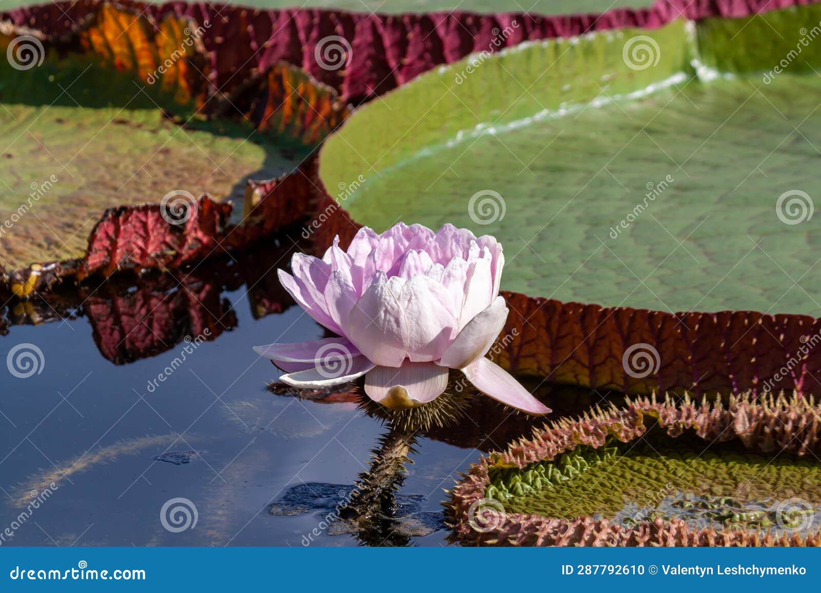White Water Lilly among Victoria Regia Water Lilies Stock Photo - Image ...