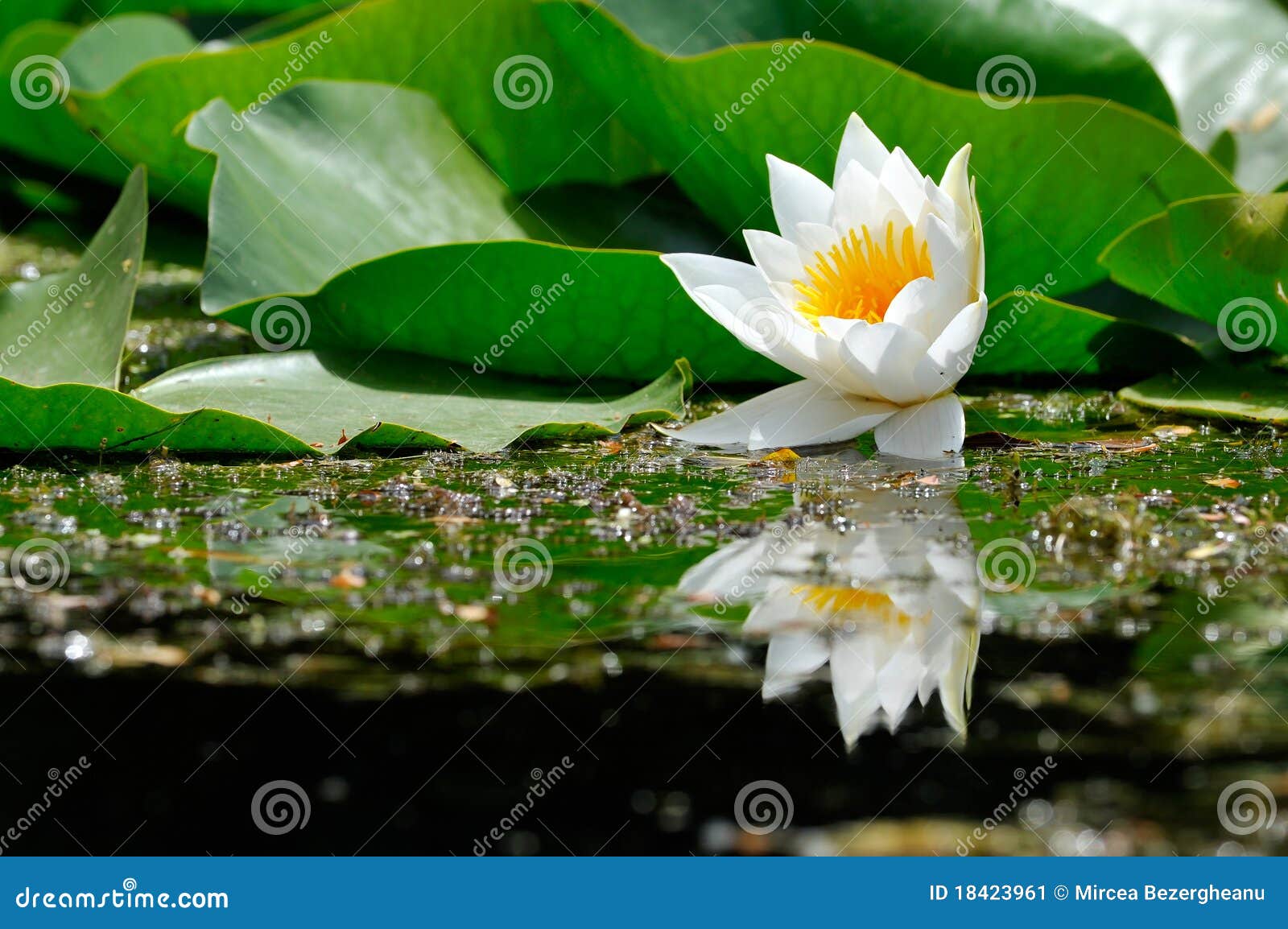White water lily stock image. Image of park, fragrant - 18423961