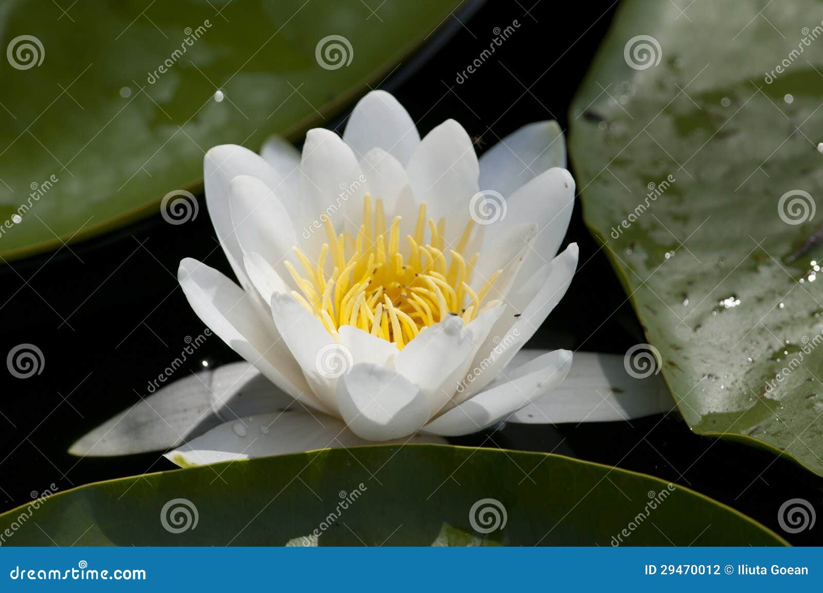 White Water Lily stock photo. Image of closeup, exotic - 29470012