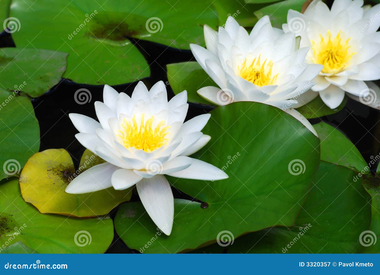 White water lily stock image. Image of plant, leaf, botany - 3320357