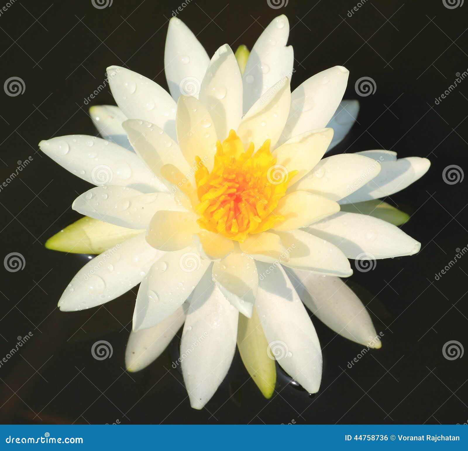 White water lily stock photo. Image of nature, corolla - 44758736