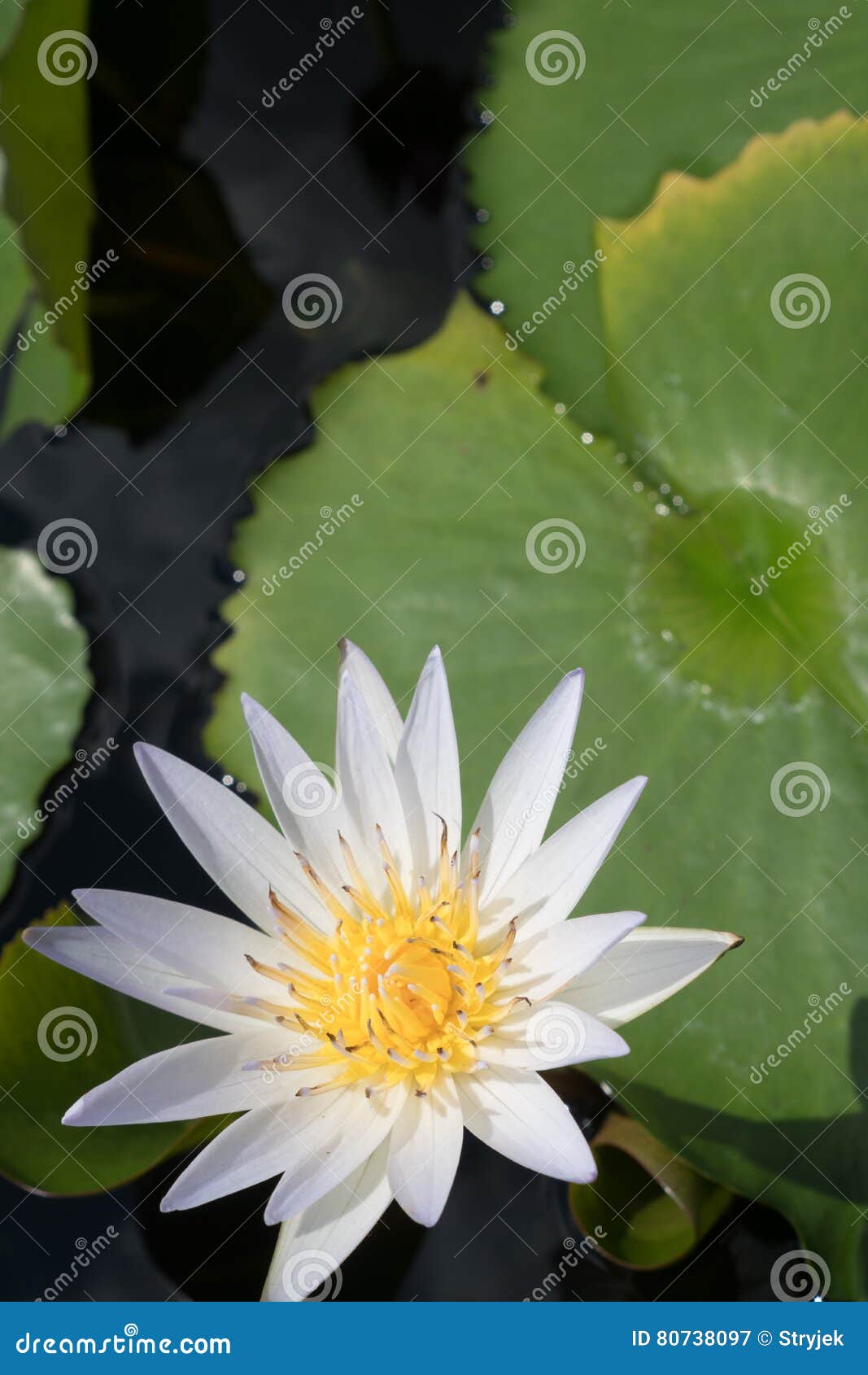 White water lily stock image. Image of natural, home - 80738097