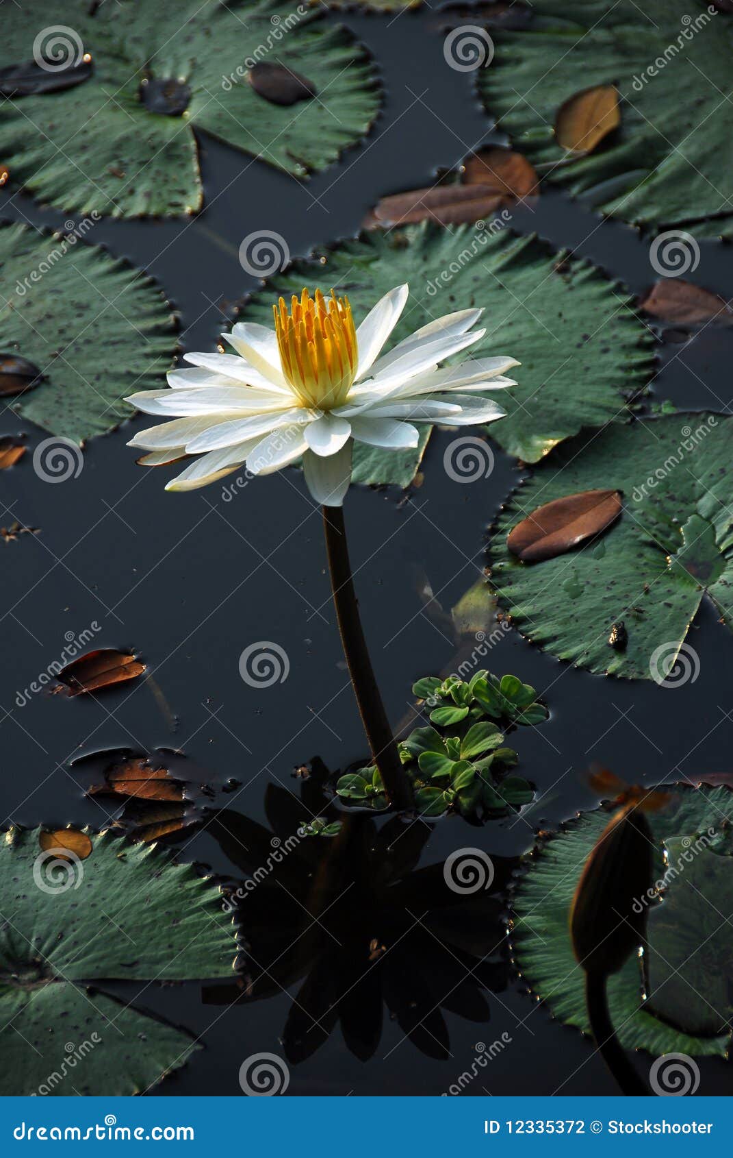 White Water Lily Flower stock photo. Image of spring - 12335372