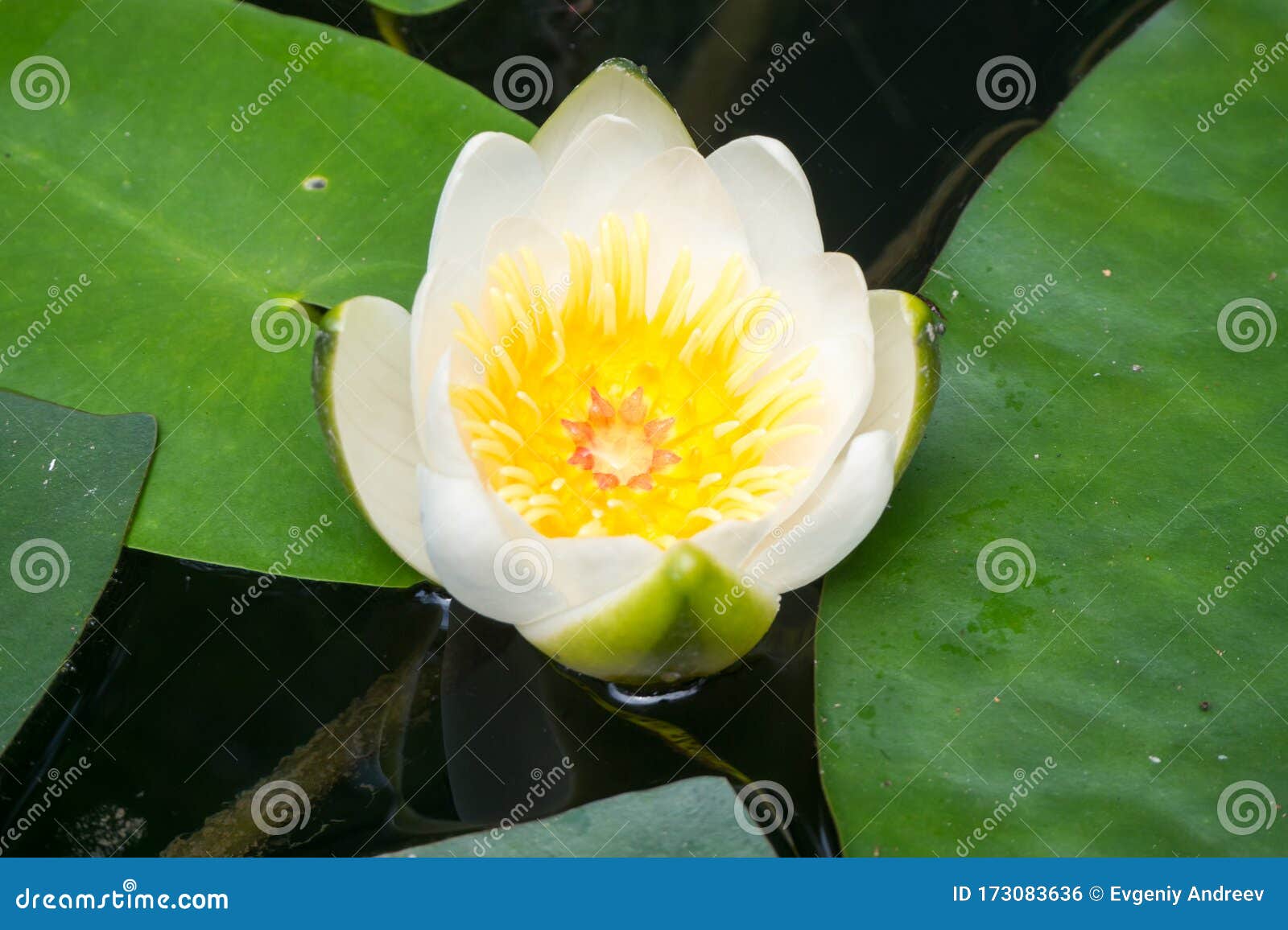 White Water Lily Flower is an Aquatic Plant. Stock Photo - Image of ...