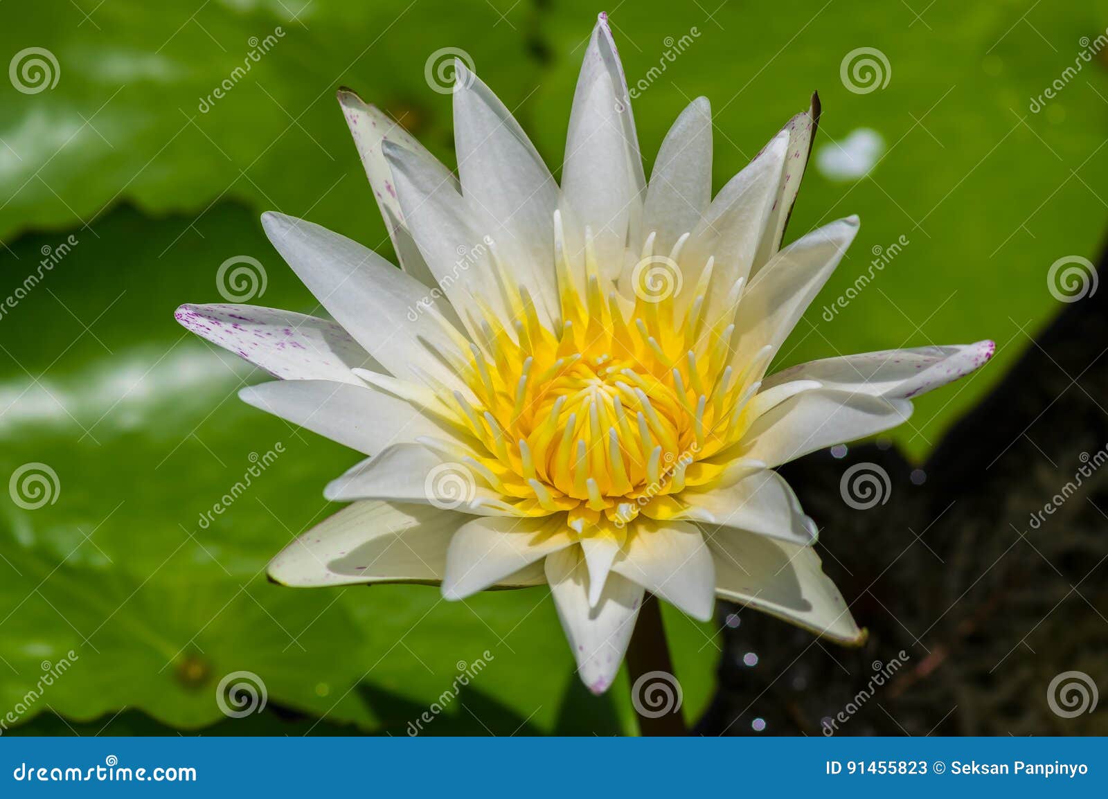 White water lily flower. stock image. Image of blossom - 91455823