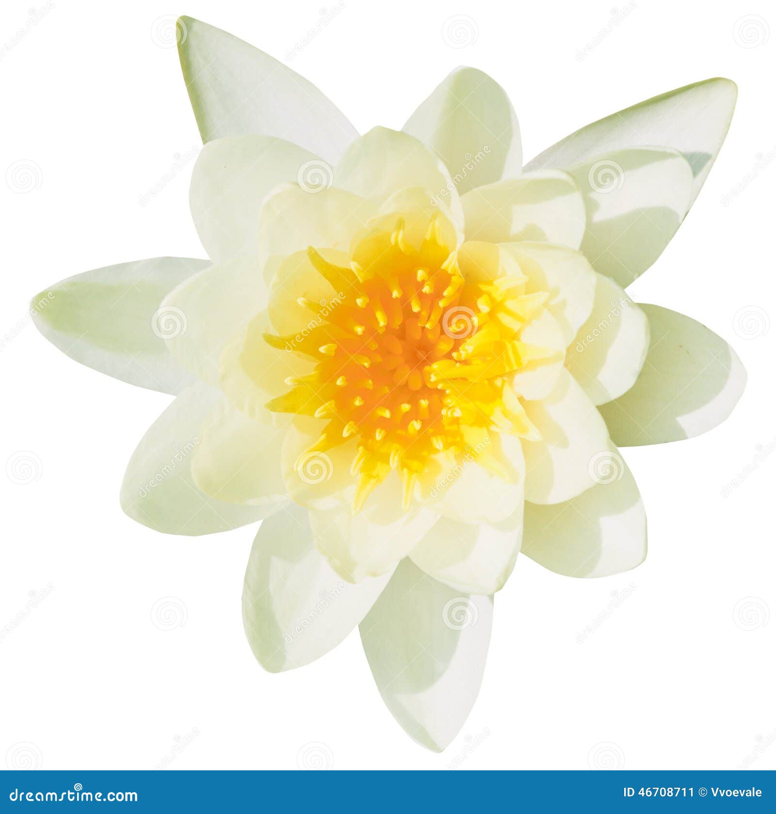White Water Lily Flower Close Up Isolated Stock Image - Image of plant ...