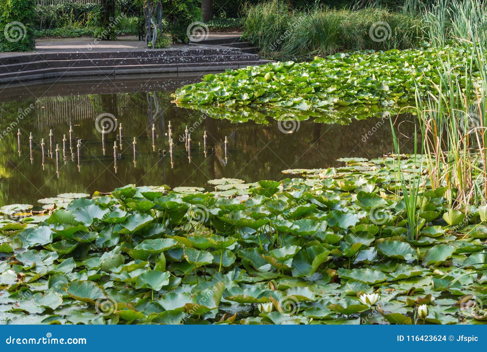 White Water Lily; Nymphaea, Alba; White on a Pond Stock Photo - Image ...