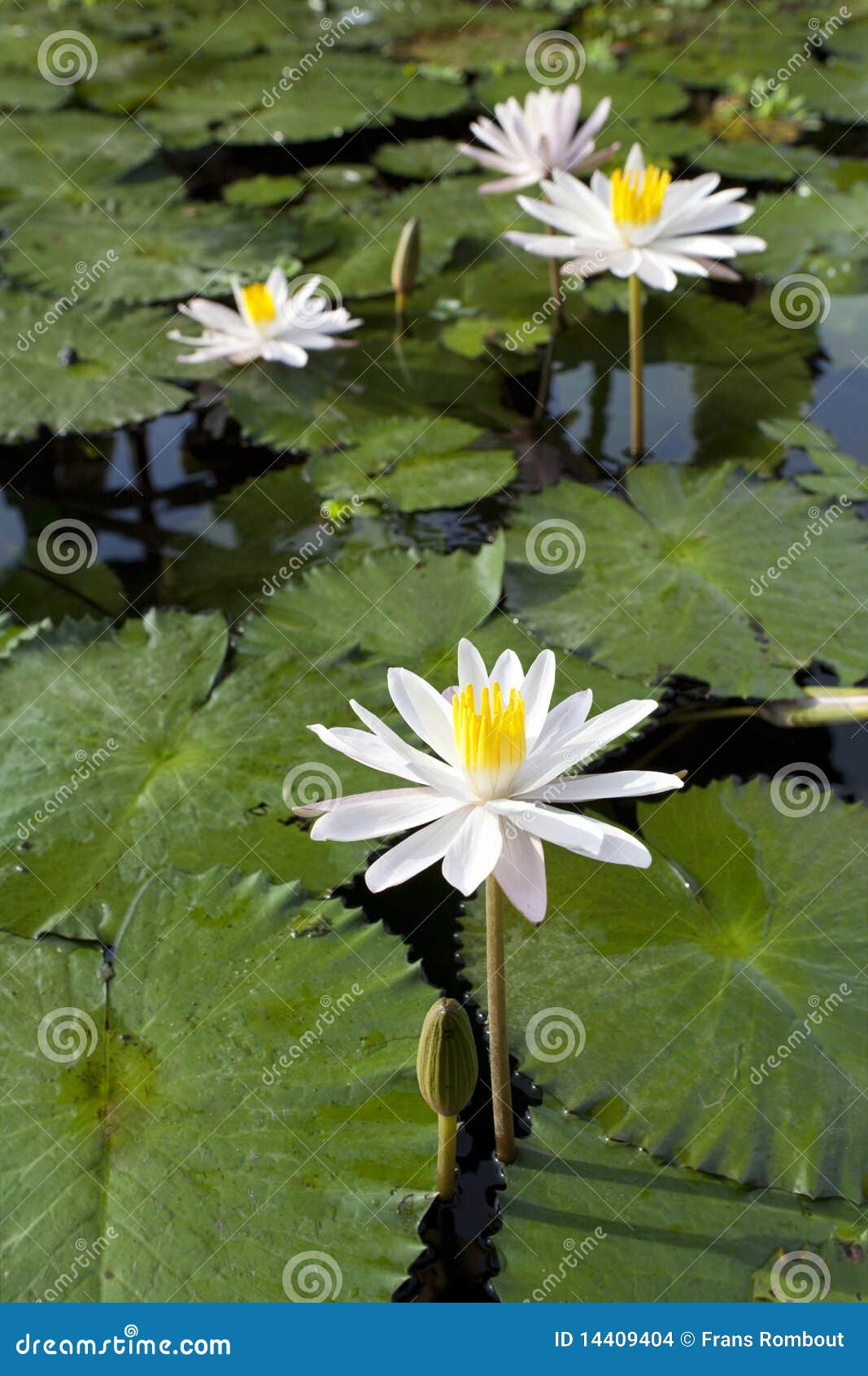 White water lily in a pond stock photo. Image of asia - 14409404