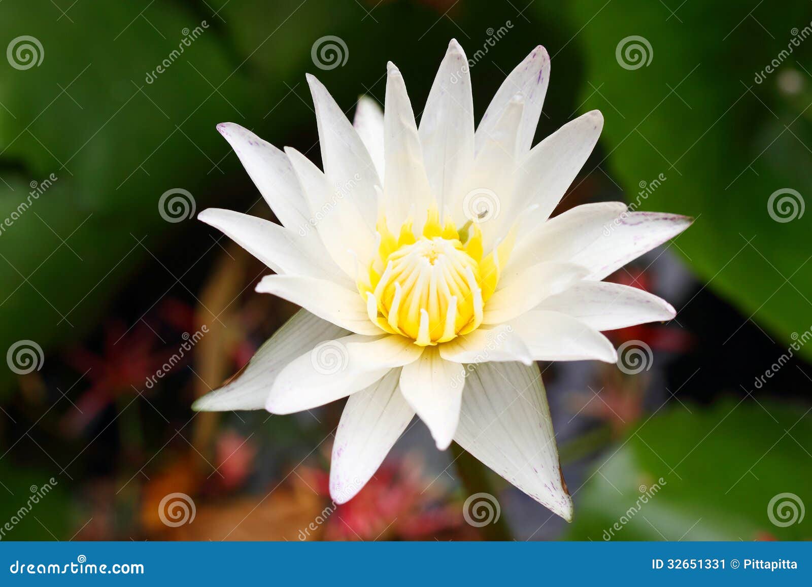 White water lily stock image. Image of blue, beauty, nature - 32651331