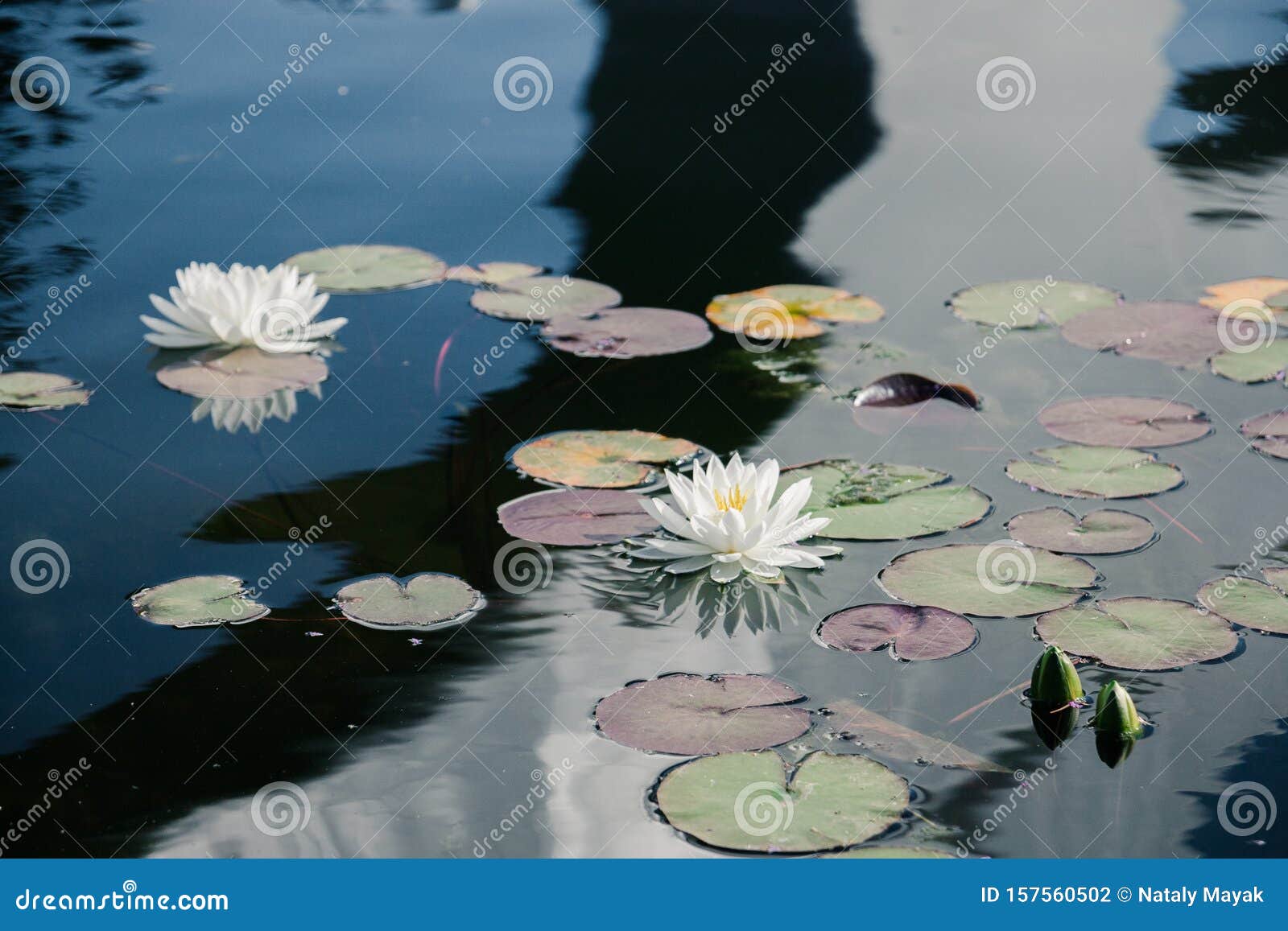 Reed Plant Wallpaper Yellow Artificial Flower Stock Photos - Free ...