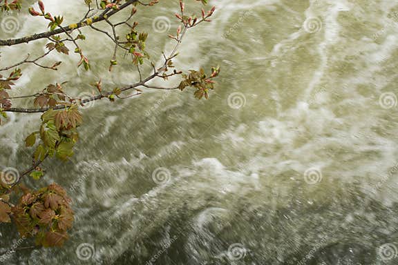 White Water stock photo. Image of surface, buds, white - 40089852