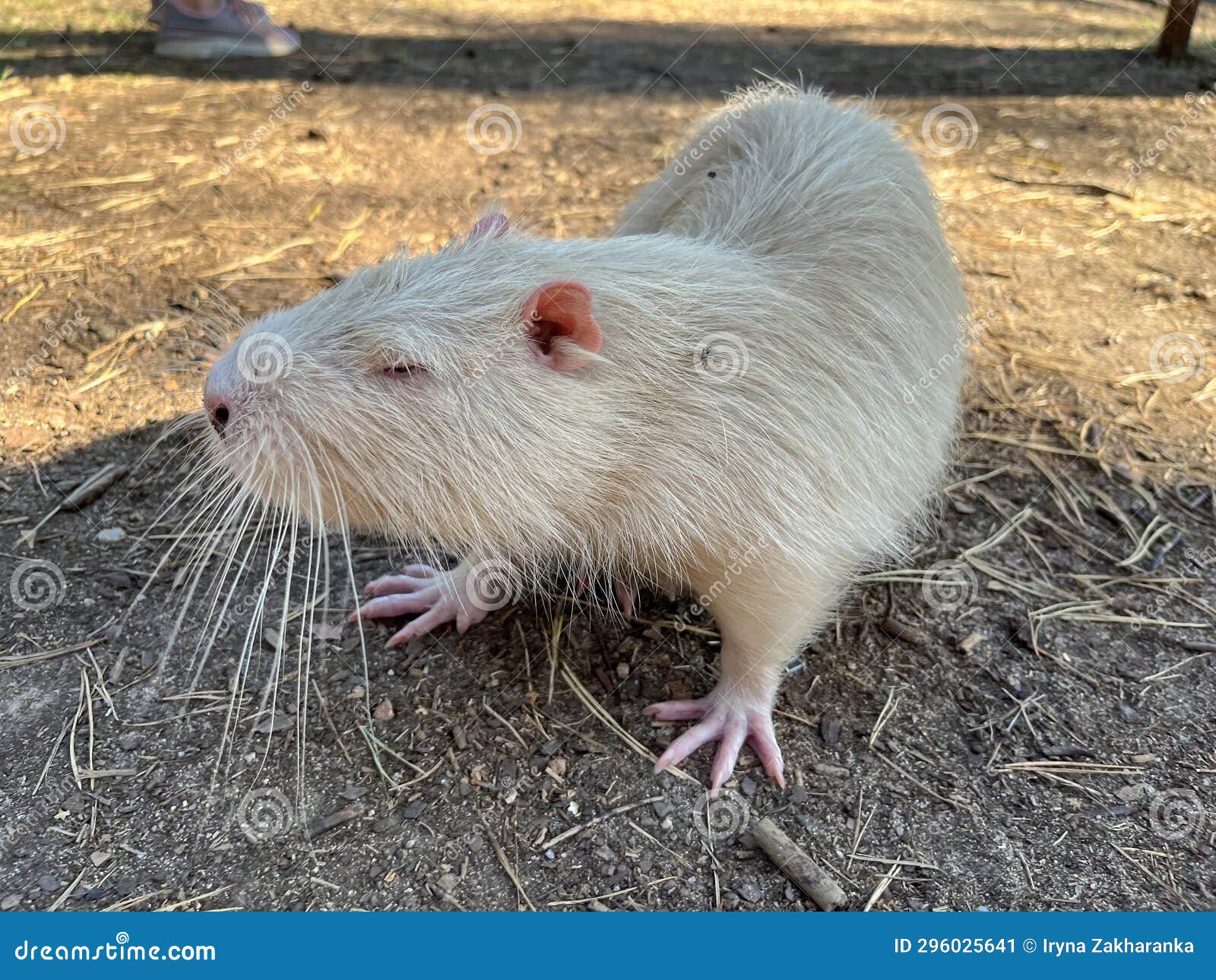 White Water Rat Walks Around the Zoo Stock Image - Image of park ...