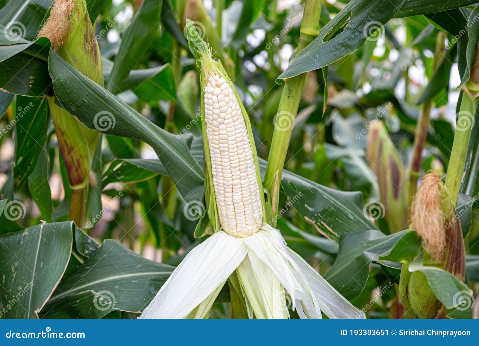 White waxy corn stock image. Image of field, sweet, waxy - 193303651