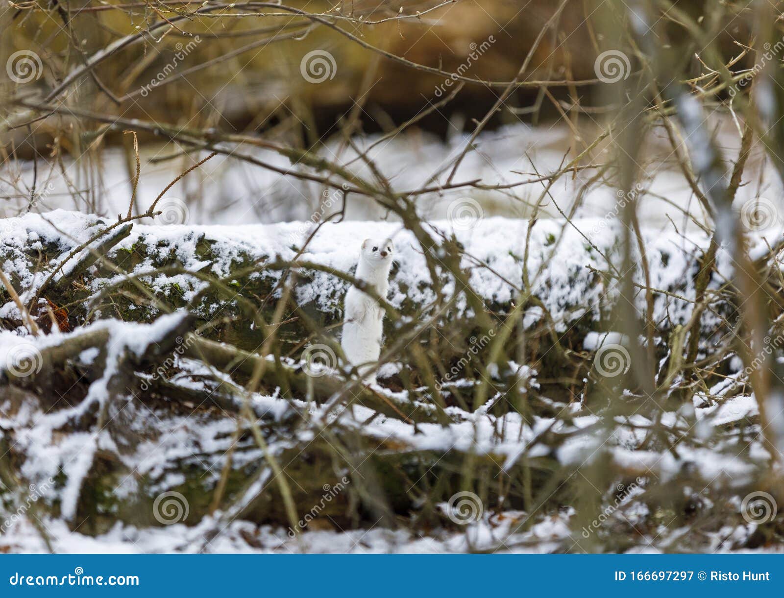 White Weasel in Snowy Forest at Winter Stock Image - Image of seasonal ...