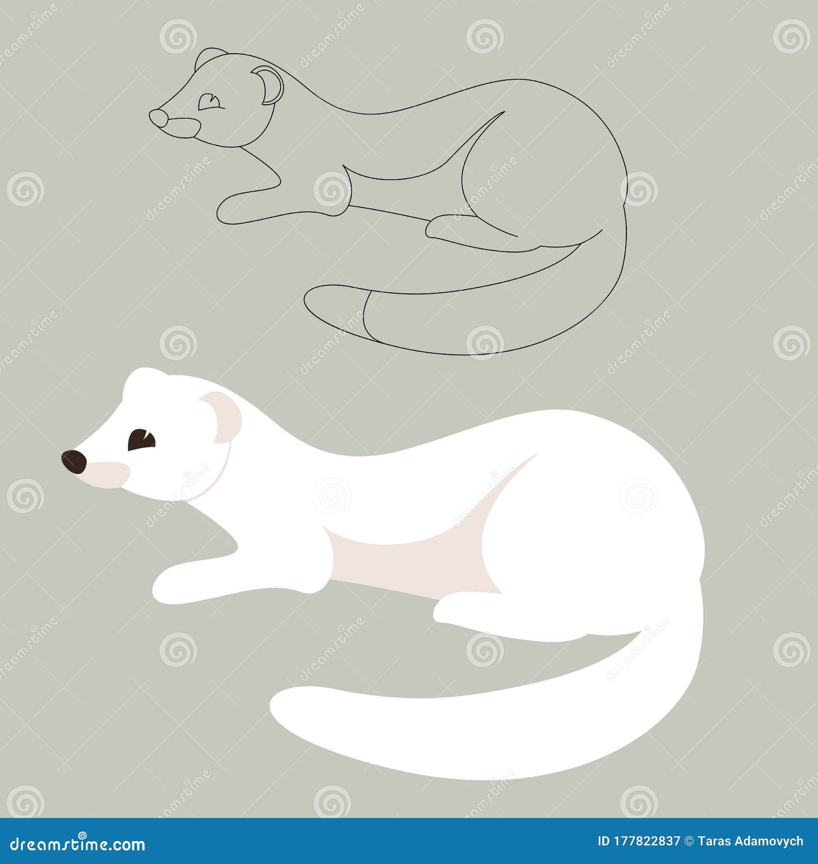 White Weasel , Vector Illustration, Flat Style Stock Vector ...