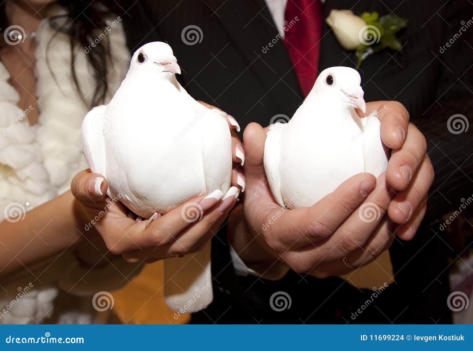 White wedding doves stock photo. Image of beauty, decoration - 11699224