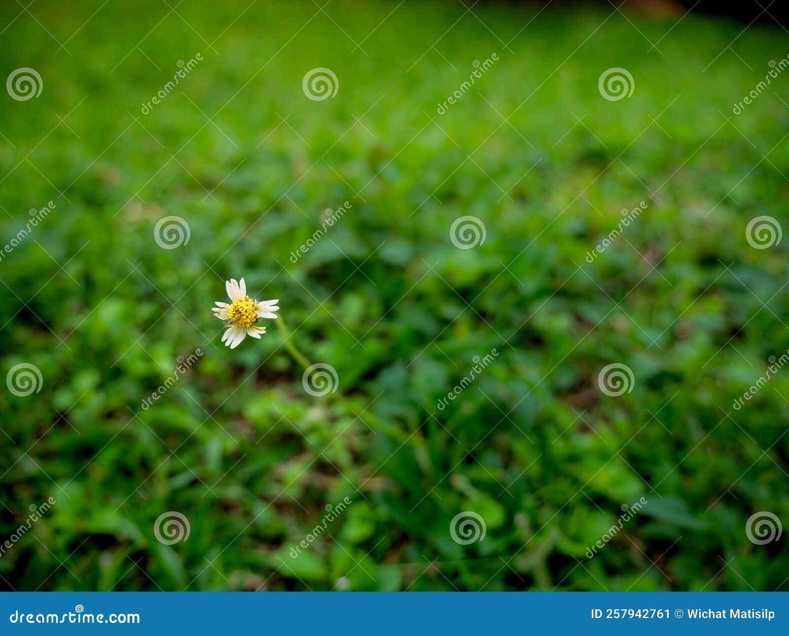 White Weed Flower Field With Mountain Background Stock Image ...