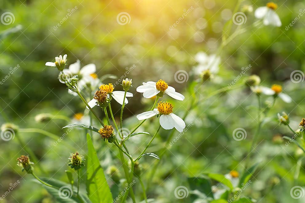White weed in the forest stock image. Image of flora - 283471303