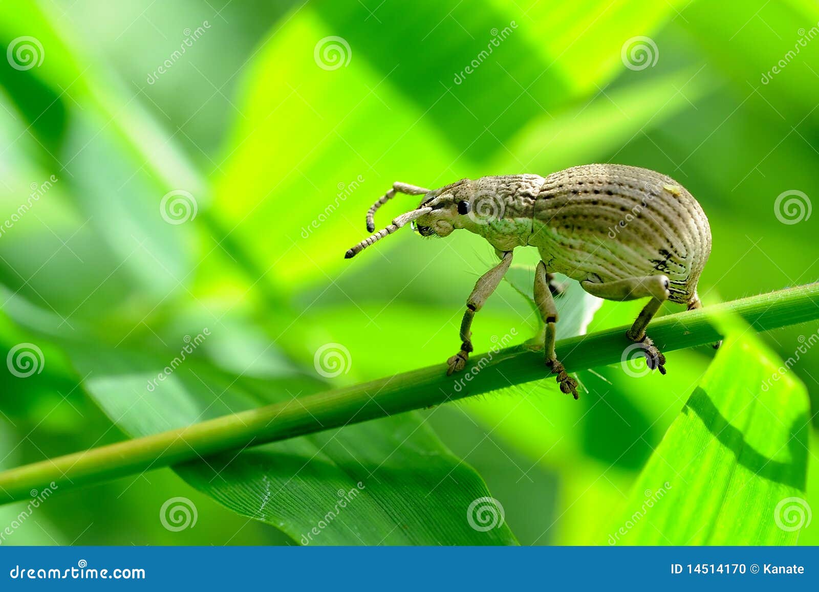 A white Weevil 5 stock photo. Image of weevil, white - 14514170