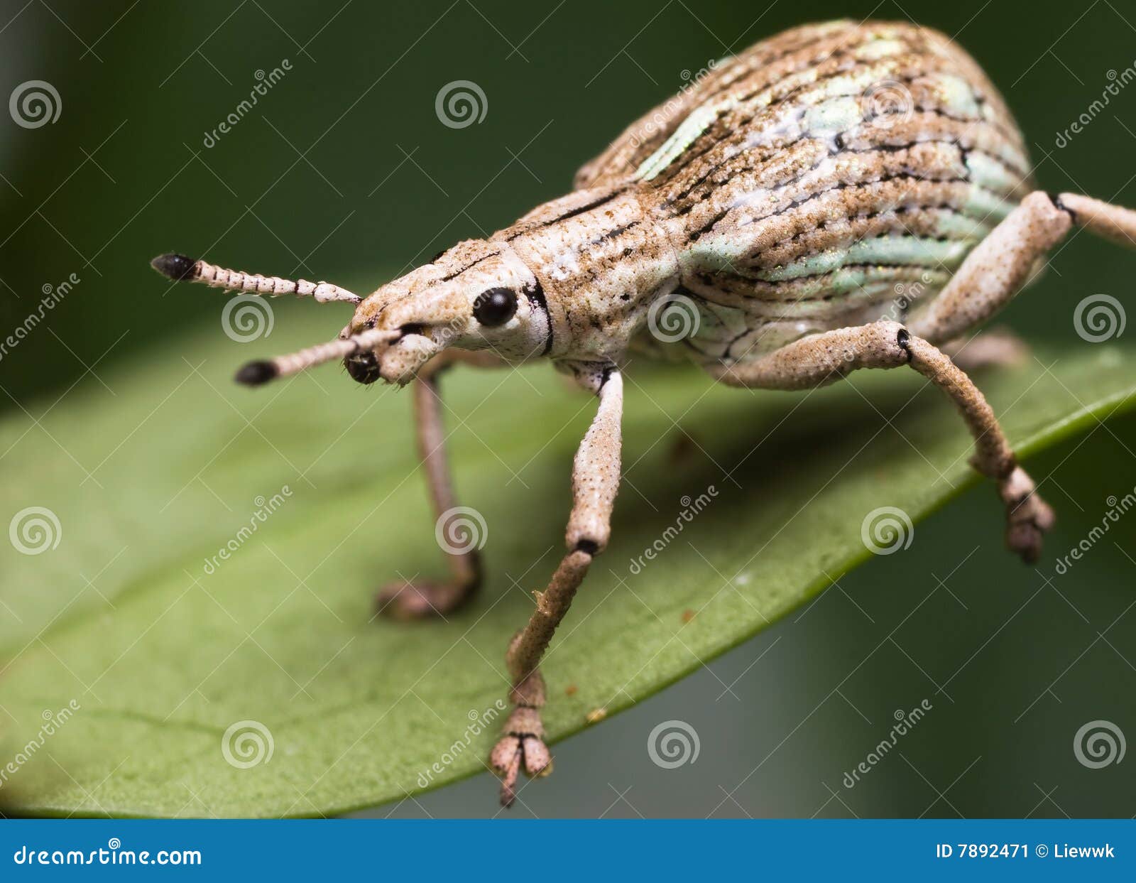 White Weevil stock image. Image of nature, snout, herbivorous - 7892471