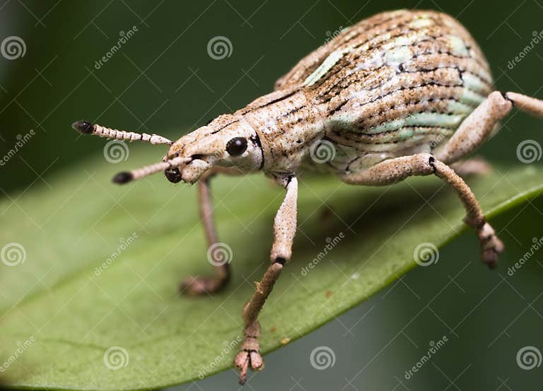 White Weevil stock image. Image of nature, snout, herbivorous - 7892471